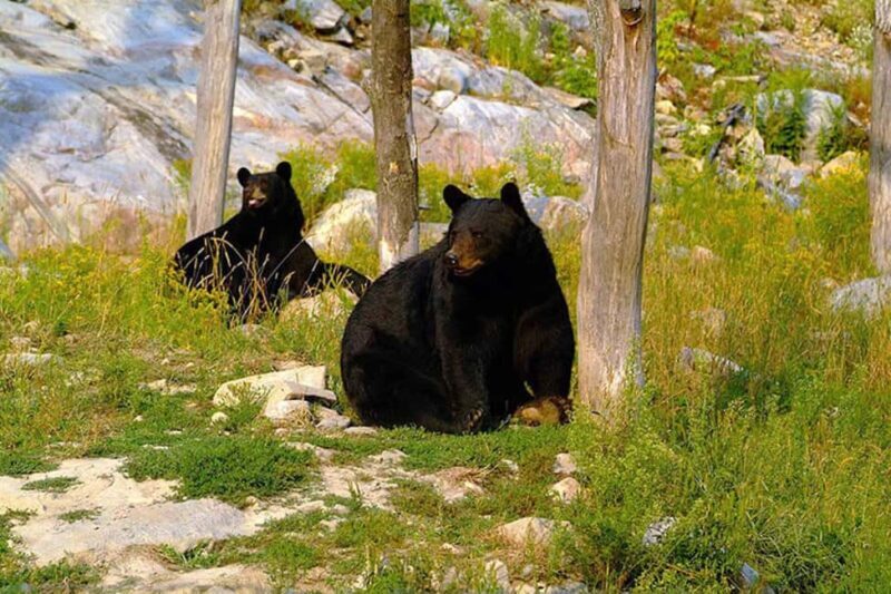 Montebello, QC: Morning VIP Tour at Parc Oméga - Final Thoughts