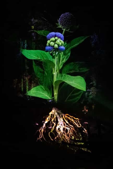 Montebello, QC: Omega Park ONIRO Immersive Experience at Night - Key Points