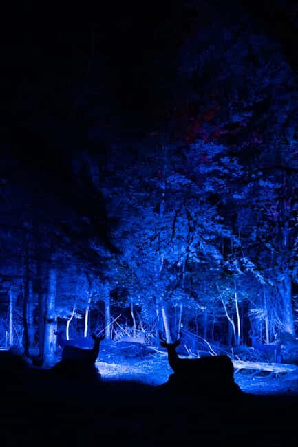 Montebello, QC: Omega Park ONIRO Immersive Experience at Night - Practical Tips for Visitors
