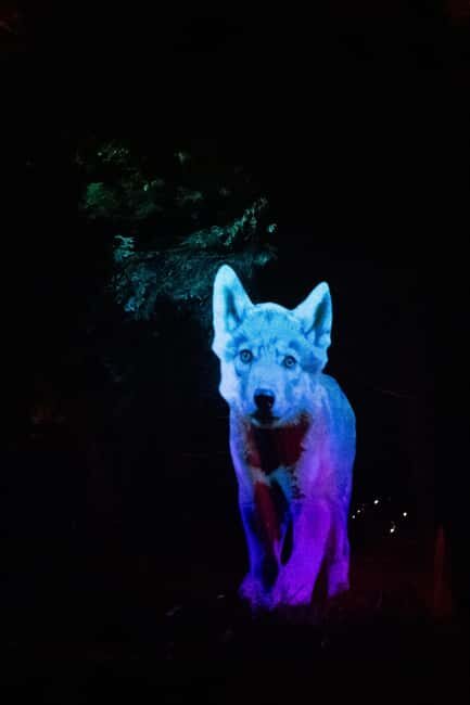 Montebello, QC: Omega Park ONIRO Immersive Experience at Night - FAQ