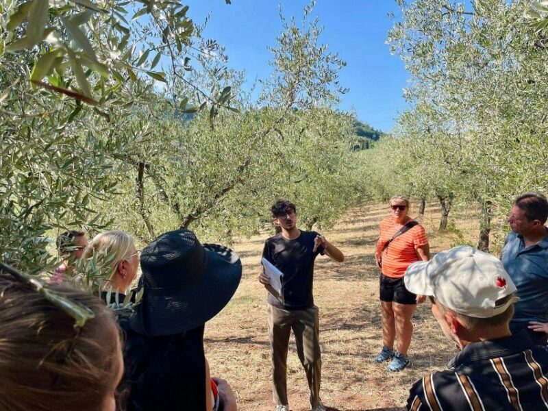 Montecatini Terme: Olive Grove Tour with Oil Tasting - Tasting the Fruits of the Labor