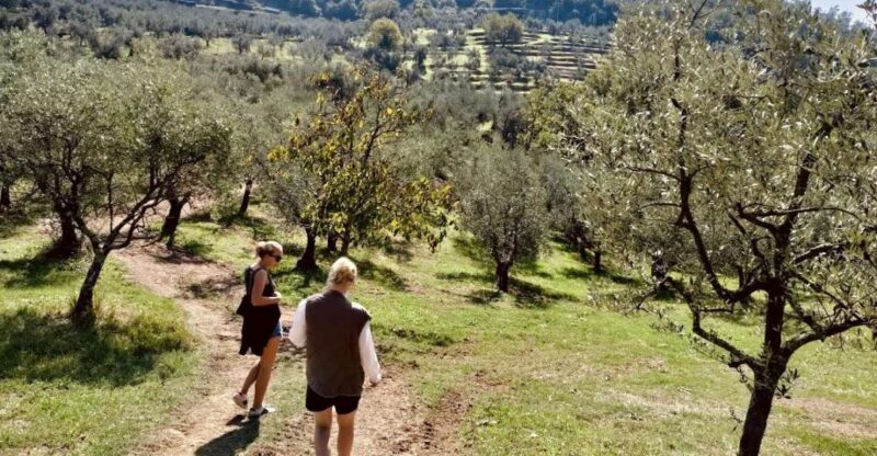 Montecatini Terme: Olive Grove Tour with Oil Tasting - The Views and Atmosphere