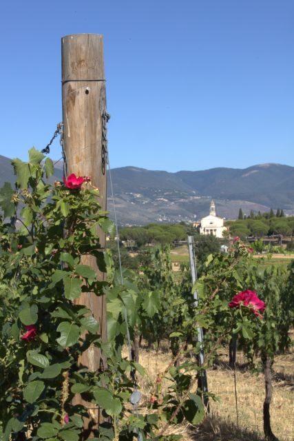 Montefalco: Winery and Vineyard Tour and Private Tasting - An In-Depth Look at the Montefalco Winery and Vineyard Tour