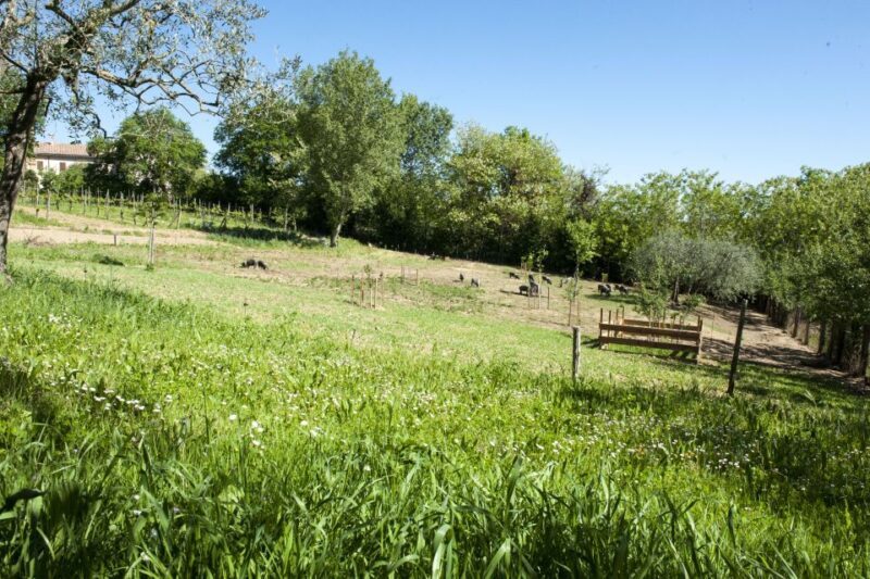 Montepulciano: Cinta Senese Tour With Food Tasting - Final Thoughts