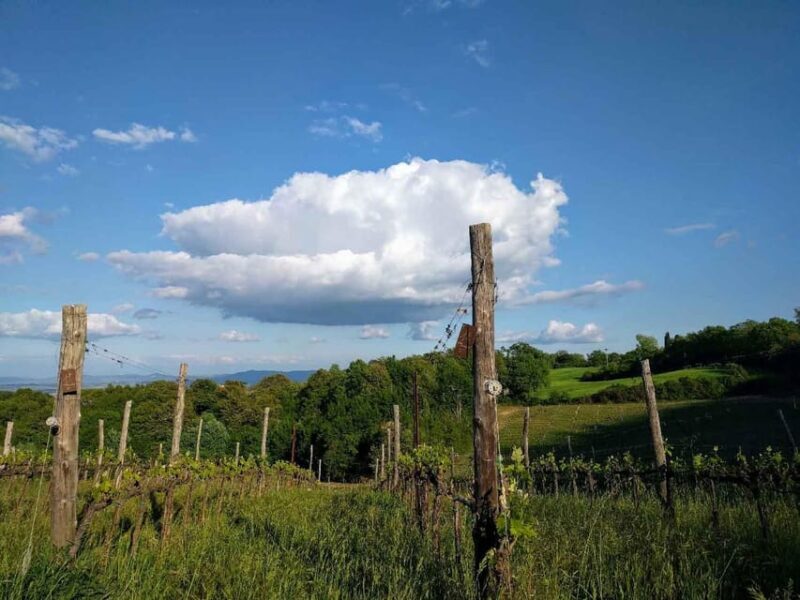 MONTEPULCIANO - PIC NIC WITH WINE! SURROUNDED BY VINEYARDS - Final Summary
