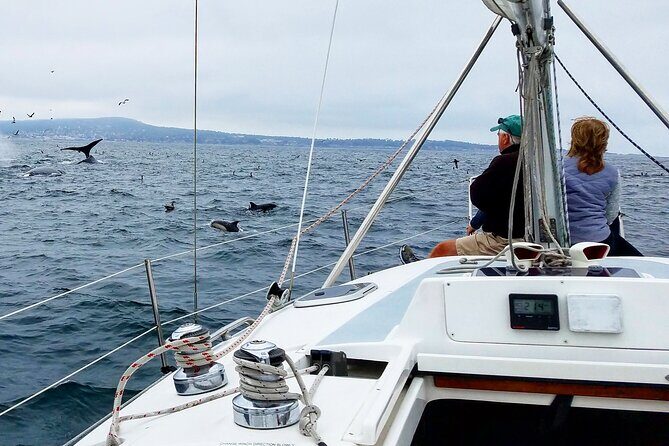 Monterey Private 3 - 4 Hour Whale Watching Cruise - Who Is This Tour Best For?