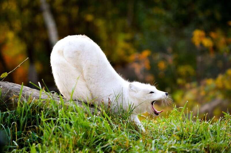 Montreal: Ecomuseum Zoo Entry Ticket - Key Points