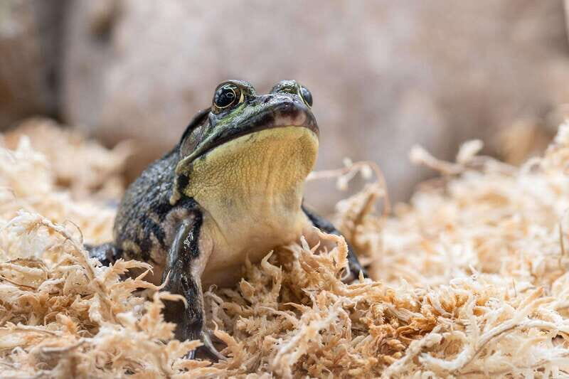 Montreal: Ecomuseum Zoo Entry Ticket - A Closer Look at the Experience