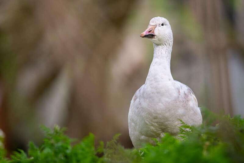 Montreal: Ecomuseum Zoo Entry Ticket - Final Thoughts