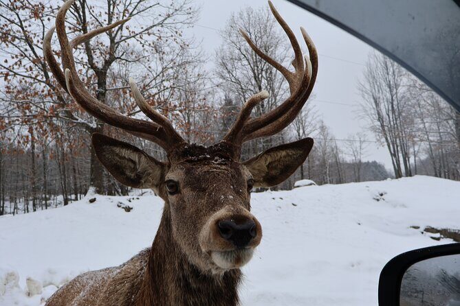 Montreal: Omega Park Canadian Wildlife Safari Adventure - Montreal: Omega Park Canadian Wildlife Safari Adventure — An In-Depth Review