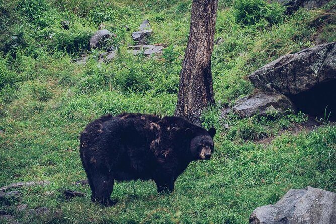Montreal: Omega Park Canadian Wildlife Safari Adventure - What Reviewers Love Most