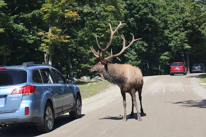 Montreal: Omega Park Canadian Wildlife Safari Adventure - Who Will Love This Tour?