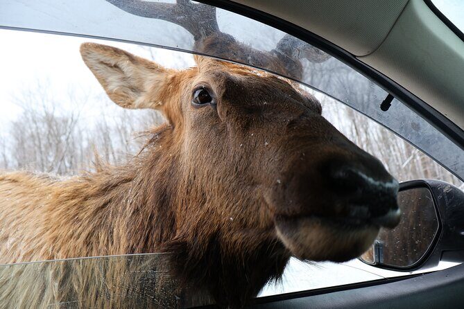 Montreal: Omega Park Canadian Wildlife Safari Adventure - Final Thoughts