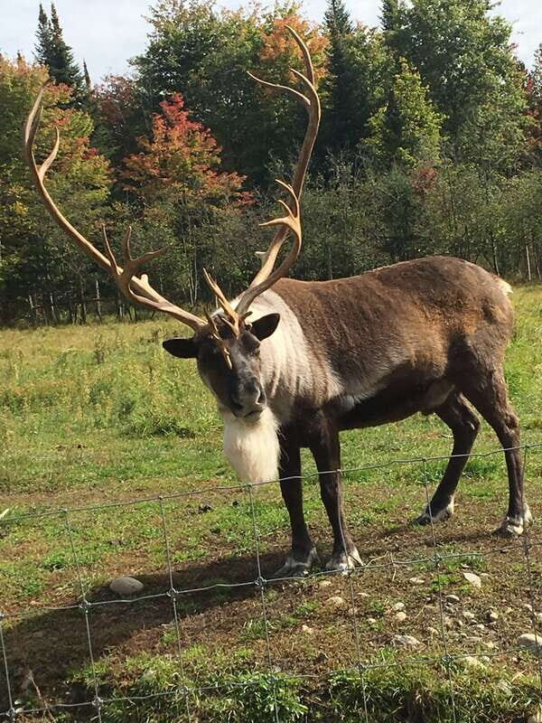 Montreal: Private Day Tour to Parc Omega & Montebello Lodge - Exploring the Journey: What to Expect on Your Day Trip