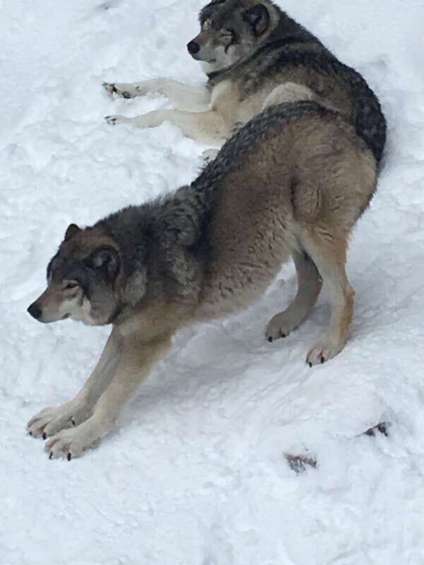 Montreal: Private Day Tour to Parc Omega & Montebello Lodge - Who Will Love This Tour?