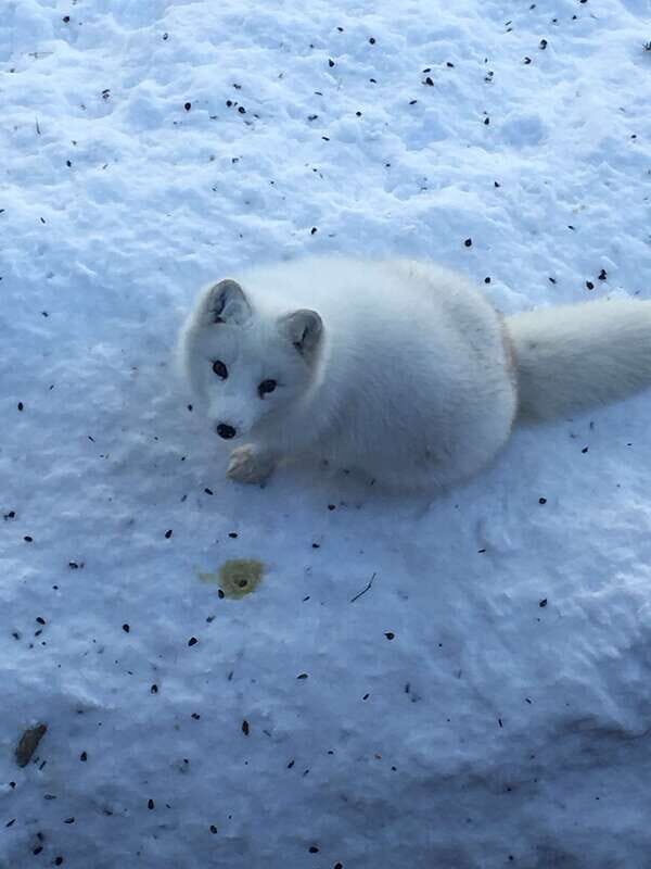 Montreal: Private Day Tour to Parc Omega & Montebello Lodge - FAQ