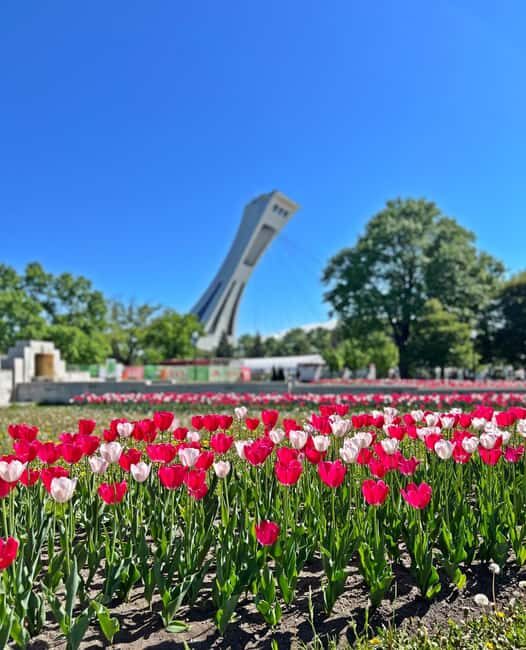 Montreal: Walking Tour 2h Downtown, RESO and Old Montreal - A Deep Dive into the Montreal Walking Experience