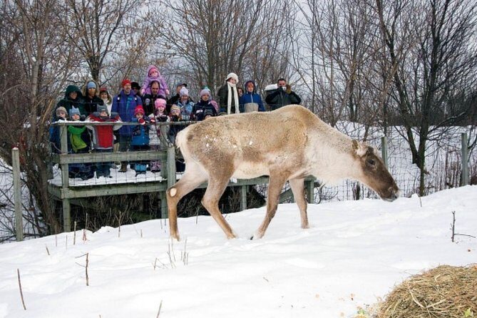 Montreal ZOO, private half day tour - Why This Tour Works Well