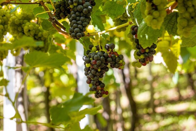 Montserrat & Cava Wineries Day Trip from Barcelona w/ Pickup - Discovering Montserrat: The Mountain and Monastery