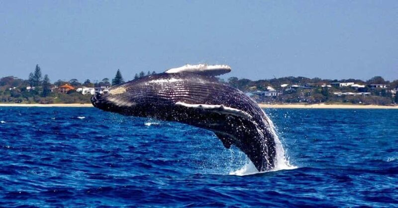 Mooloolaba: 2-Hour Whale Watching Adventure - Key Points