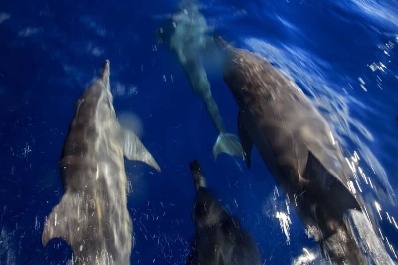 Mooloolaba: Adventure Rafting Turtle Tour - What to Expect from the Mooloolaba Turtle Tour