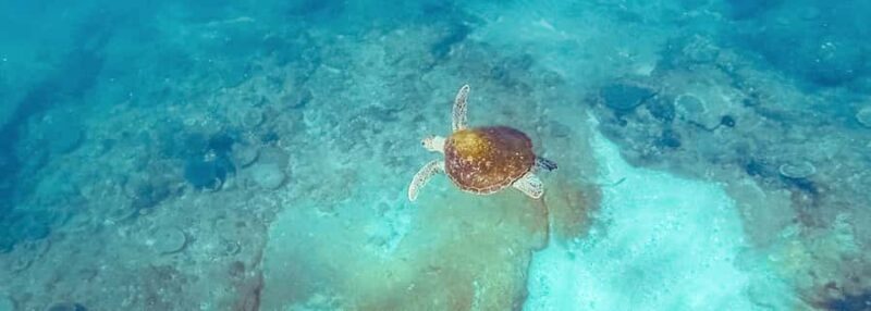 Mooloolaba: Snorkel with Turtles Mudjimba Island - Key Points