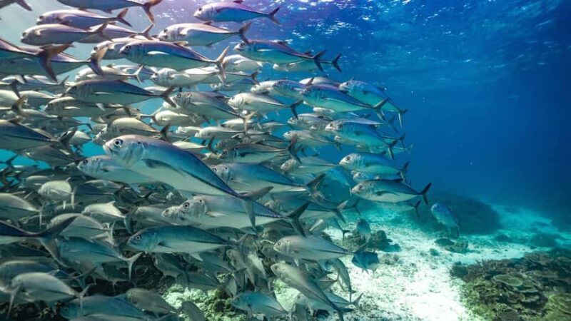 Mooloolaba: Turtle Snorkel & Swim at Mudjimba Island - Key Points