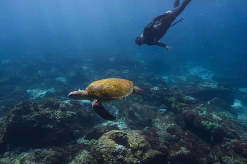 Mooloolaba: Turtle Snorkel & Swim at Mudjimba Island - An In-Depth Look at the Tour