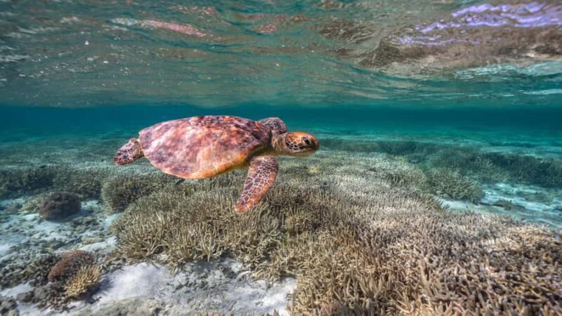 Mooloolaba: Turtle Snorkel & Swim at Mudjimba Island - The Itinerary: What to Expect