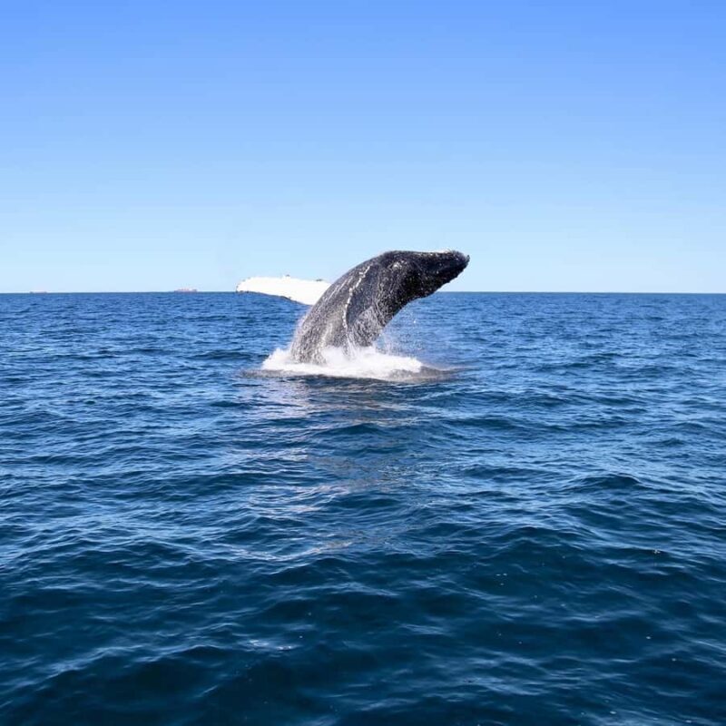 Mooloolaba: Whale Watching Cruise - The Real Deal: Authentic Reviews and Insights