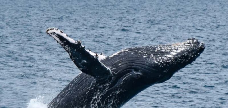 Mooloolaba: Whale Watching Cruise - The Experience in Detail