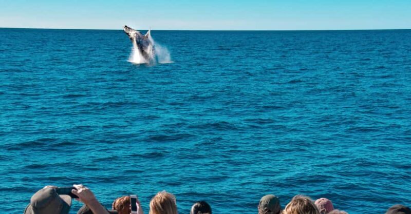 Mooloolaba: Whale Watching Cruise - Who Is This Tour Best For?