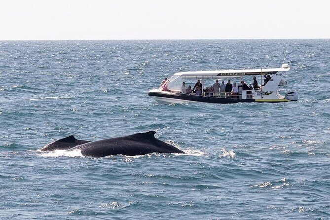 Mooloolaba Whale Watching  Small Group Tour - Mooloolaba Whale Watching Small Group Tour: A Detailed Look
