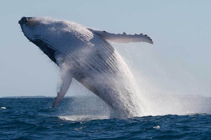 Mooloolaba Whale Watching  Small Group Tour - Key Points