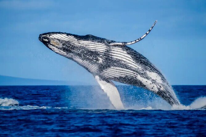 Mooloolaba Whale Watching  Small Group Tour - The Sum Up