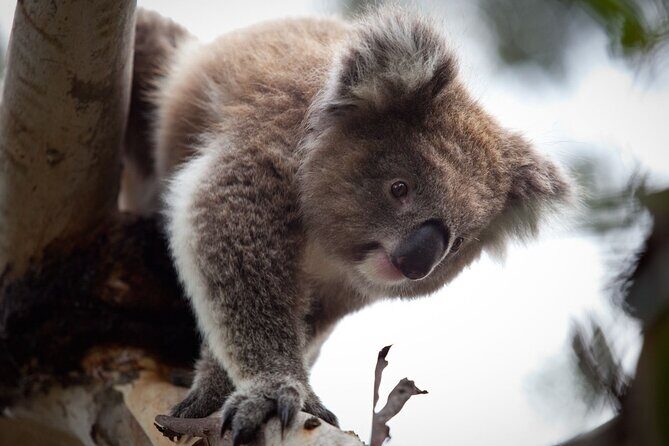 Moonlit Sanctuary and Brighton Beach Boxes Half Day Tour - Key Points