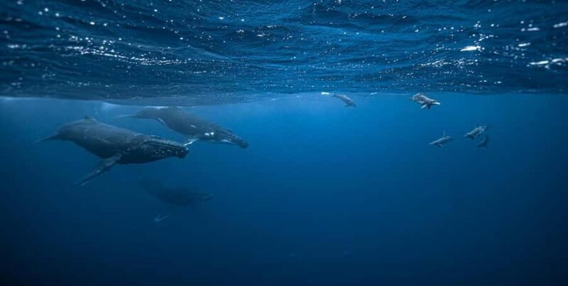 Moorea 4H Shared Boat Tour Whale Swimming and Snorkeling - Final Verdict