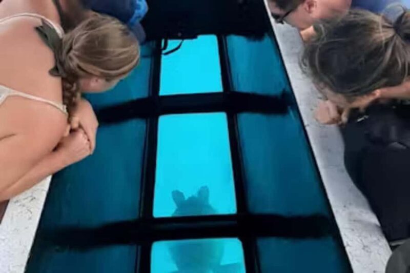 Moorea: Glass Bottom Boat Adventure with Lagoon Wonders - The Itinerary in Detail