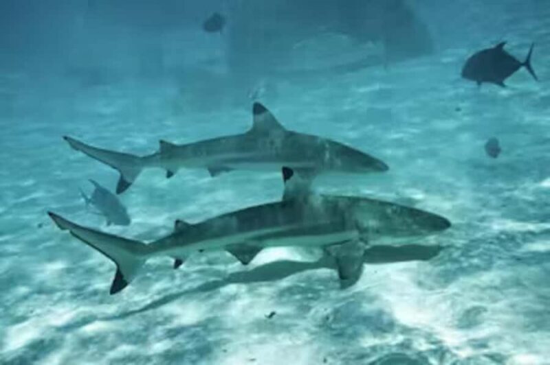 Moorea: Glass Bottom Boat Adventure with Lagoon Wonders - FAQ