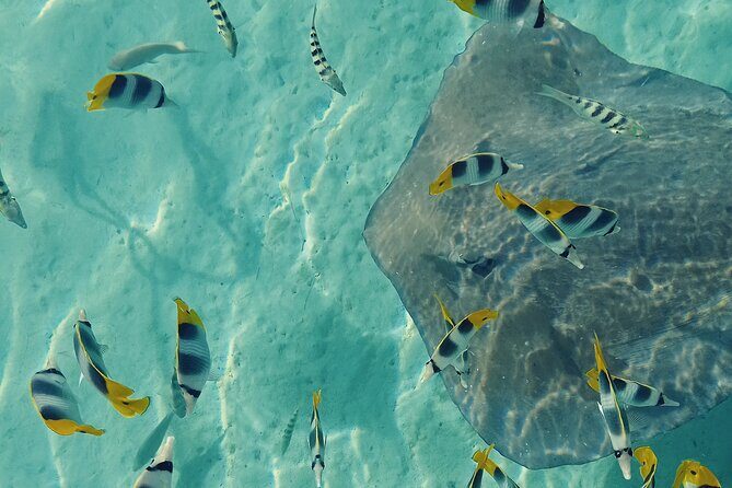 Mo'orea Half Day Private Tour with Snorkeling and Cruising the Lagoon - A Closer Look at the Itinerary and What You Can Expect