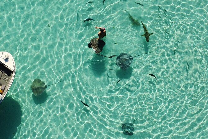 Mo'orea Half Day Private Tour with Snorkeling and Cruising the Lagoon - FAQ