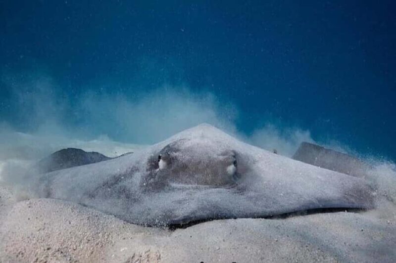 Moorea: Hauru Lagoon 3-hour Guided Kayak Tour with Snack - The Itinerary Breakdown: What to Expect from the Tour