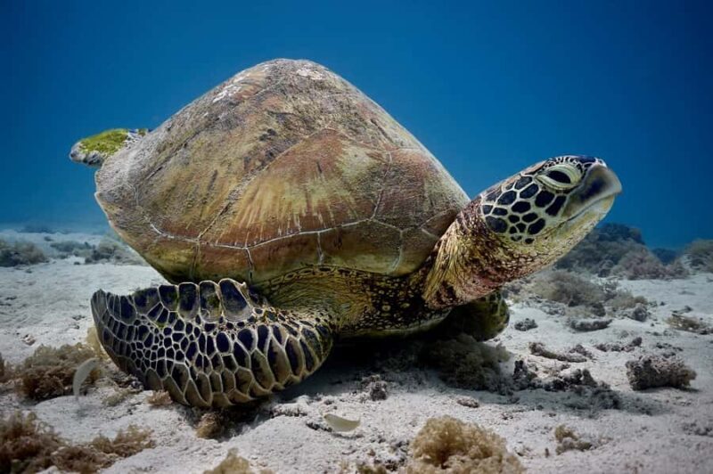 Moorea: Hauru Lagoon 3-hour Guided Kayak Tour with Snack - What Reviewers Say
