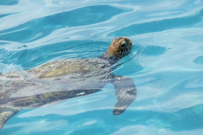 Moorea Highligts: Blue Lagoon Shore Attractions and Lookouts - Exploring Moorea: What to Expect