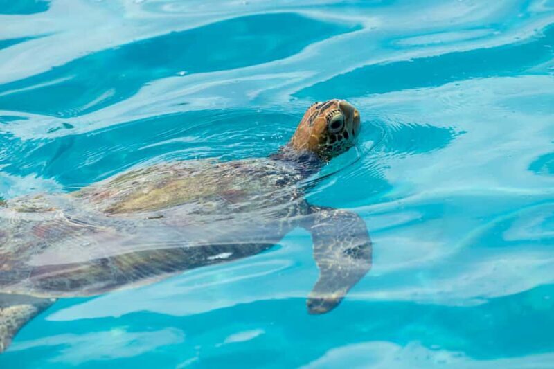 Moorea Highligts: Blue Lagoon Shore Attractions and Lookouts - The Belvedere Lookout: A View to Remember
