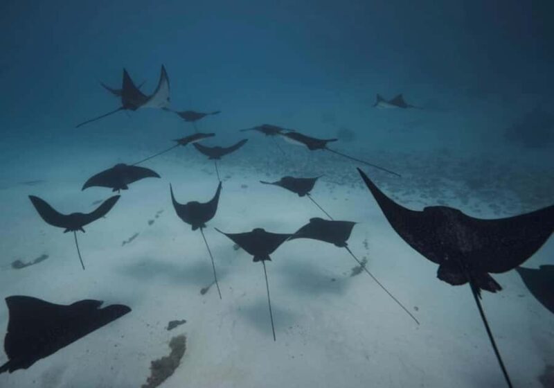 Moorea: Lagoon and Reef Snorkeling Tour with Drinks - Key Points  