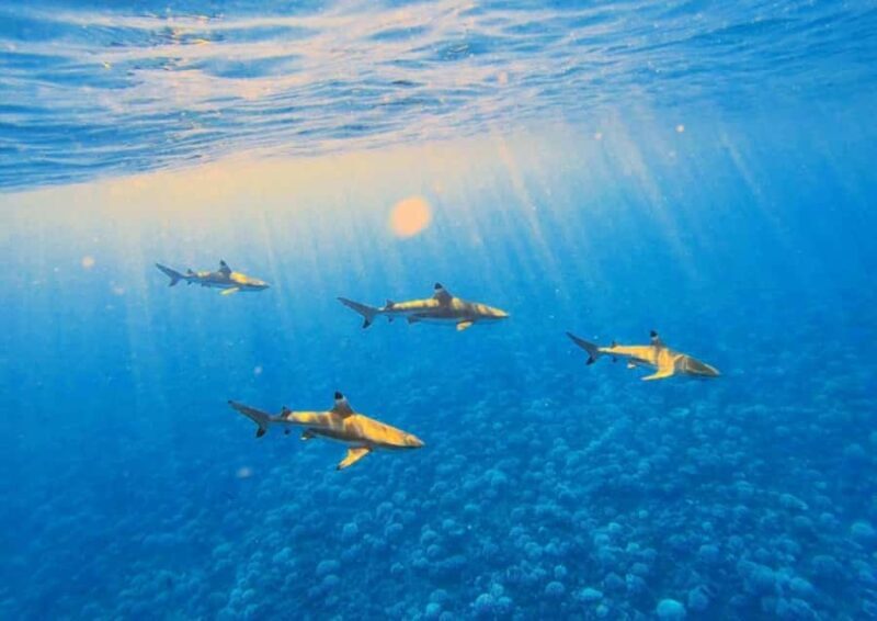 Moorea: Lagoon and Reef Snorkeling Tour with Drinks - Who Should Consider This Tour?