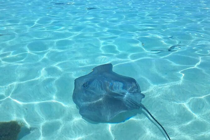 Moorea Lagoon Cruise 3 hours Snorkeling Tour - The Sum Up