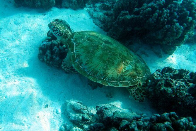 Moorea Lagoon Tour by Transparent Kayak - A Deep Dive into the Moorea Lagoon Tour by Transparent Kayak