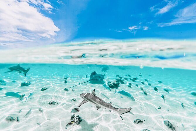 Moorea: Private 4-Hour High-End Boat Excursion - Who Should Consider This Tour?